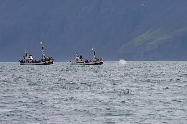 Aurora gone to the Faeroes | Borea Adventures